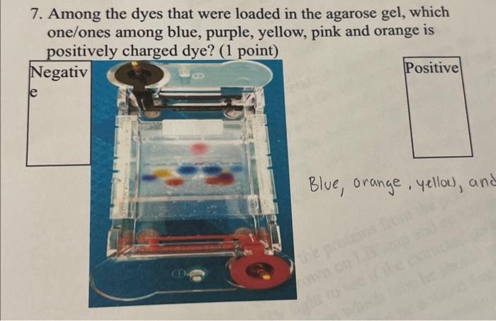Solved 7. Among the dyes that were loaded in the agarose | Chegg.com