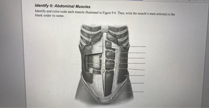 Identify and color-code each muscle illustrated in | Chegg.com