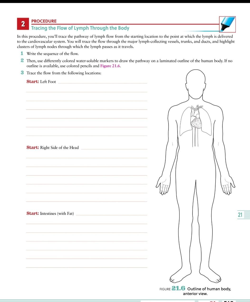 Solved In this procedure, you'll trace the pathway of lymph | Chegg.com