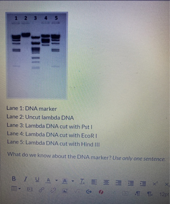 Solved 1 2 3 4 5 DI Lane 1: DNA marker Lane 2: Uncut lambda | Chegg.com