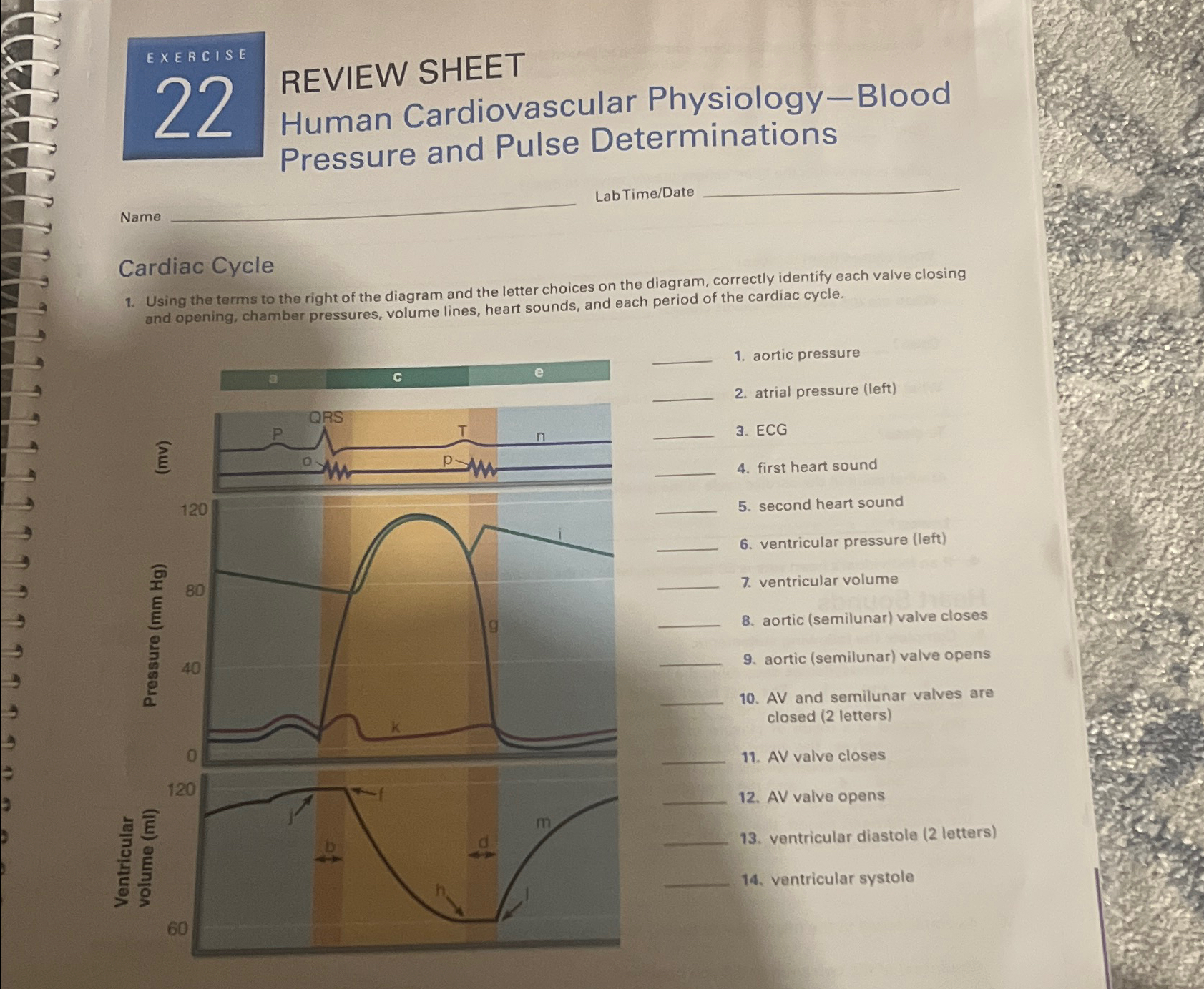 Solved EXERCISEREVIEW SHEET Human Cardiovascular | Chegg.com