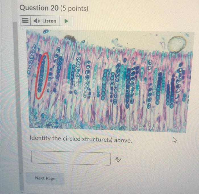 Solved Identify the circled structure(s) above. | Chegg.com