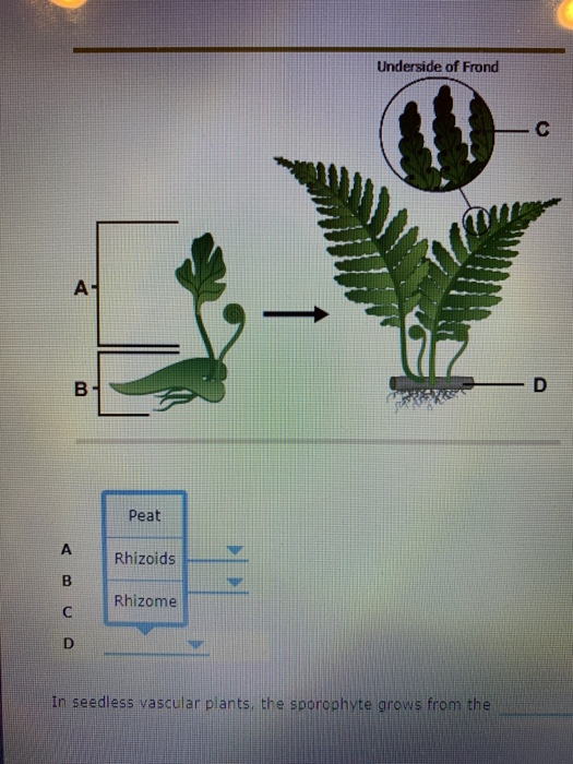 Solved: 3. Seedless Vascular Plants The Seedless Vascular ... | Chegg.com