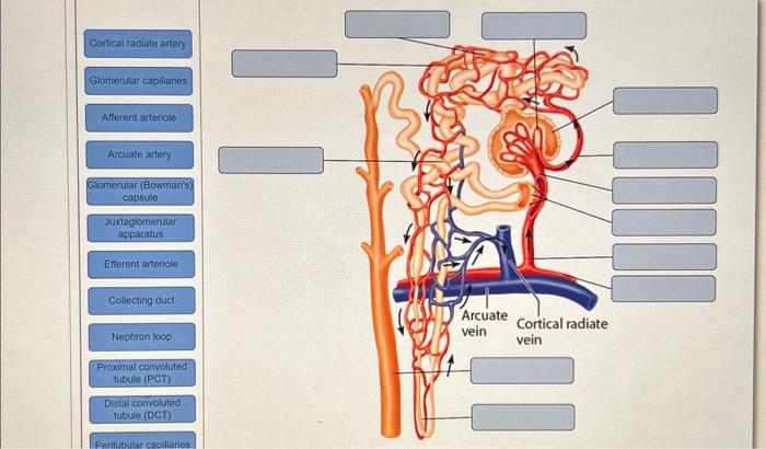 Solved Cortical radiate artery Giomerular capillaries | Chegg.com