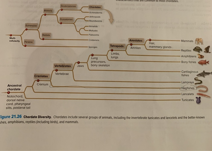 Solved - Chordates Bateris - Echinoderms Arthropods | Chegg.com