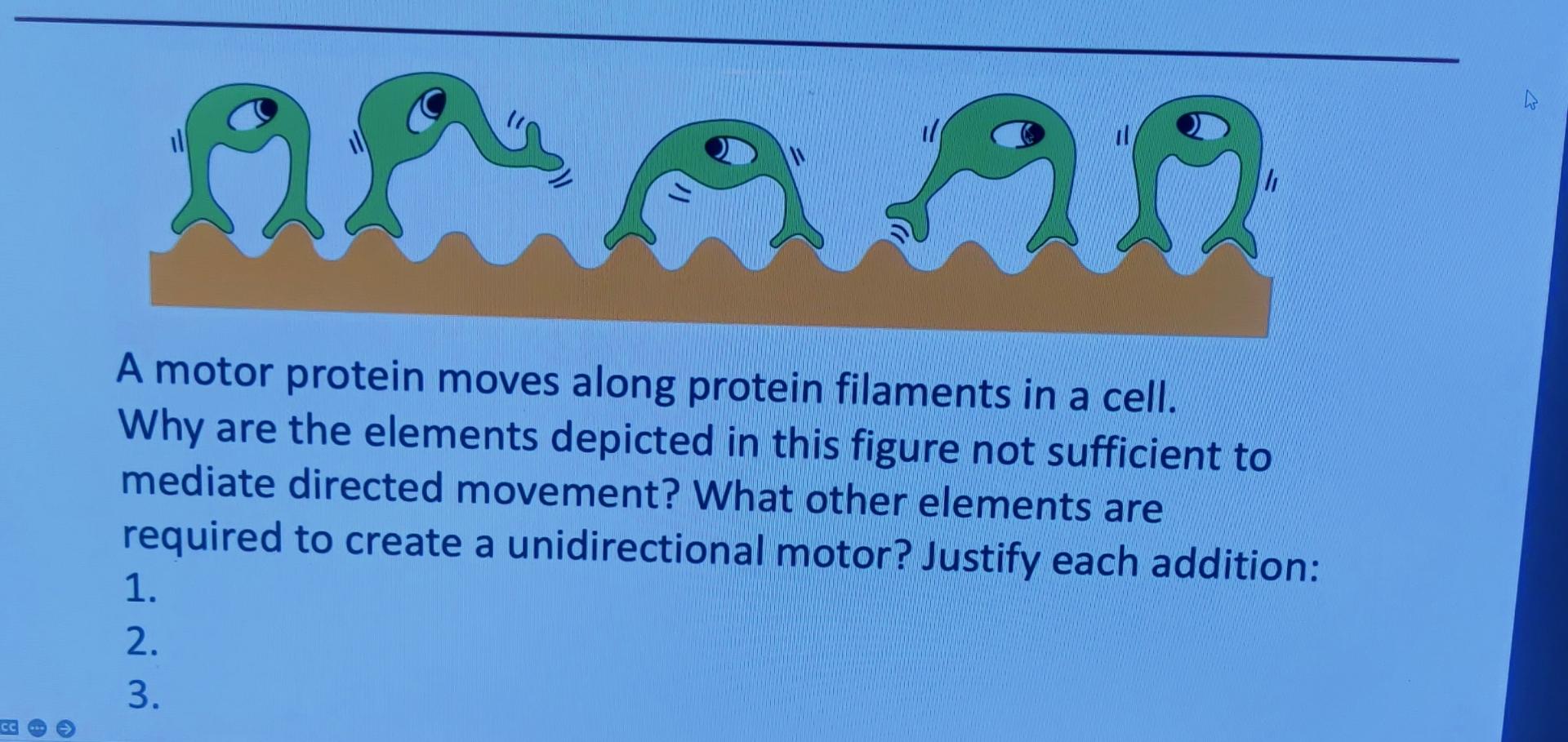 Solved A motor protein moves along protein filaments in a | Chegg.com