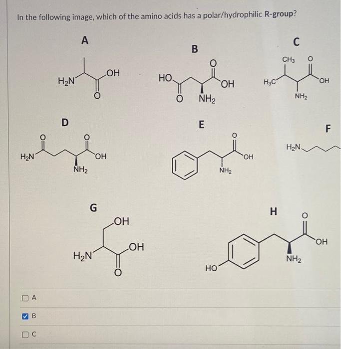 Solved In the following image, which of the amino acids has | Chegg.com