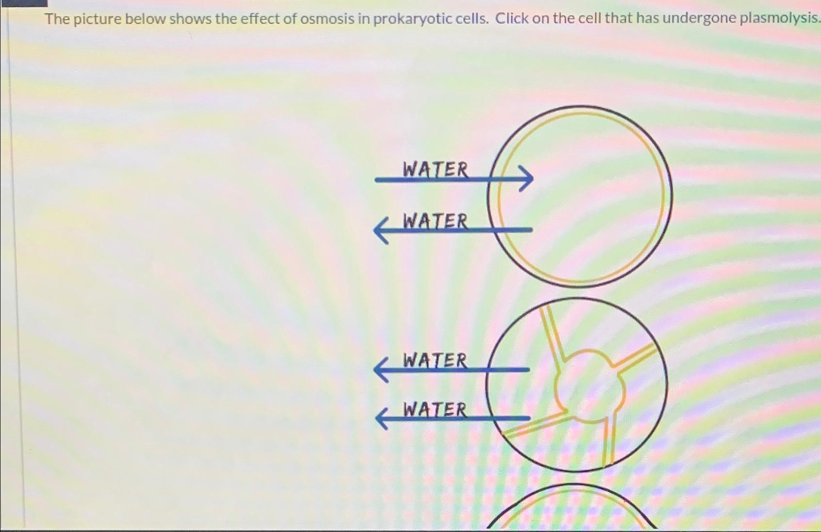 Solved The picture below shows the effect of osmosis in | Chegg.com