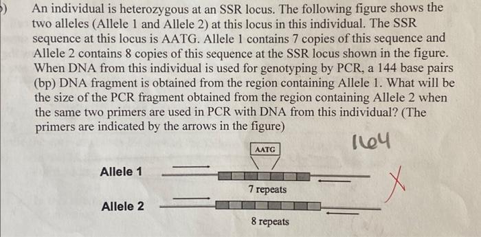 Solved An individual is heterozygous at an SSR locus. The | Chegg.com