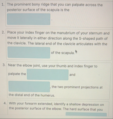 Solved The prominent bony ridge that you can palpate across | Chegg.com
