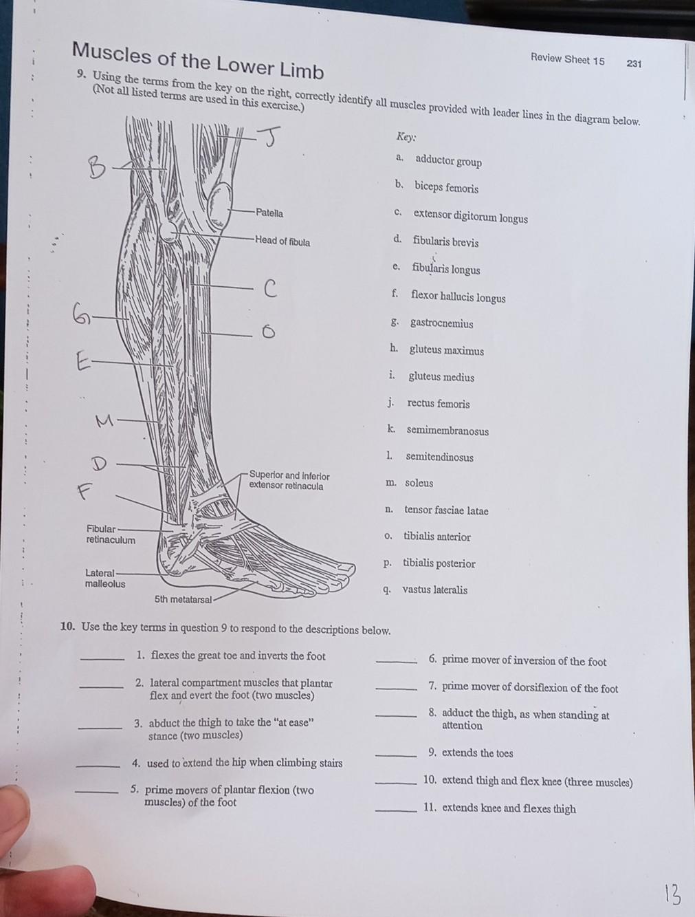 Solved Review Sheet 15 231 Muscles of the Lower Limb 9. | Chegg.com