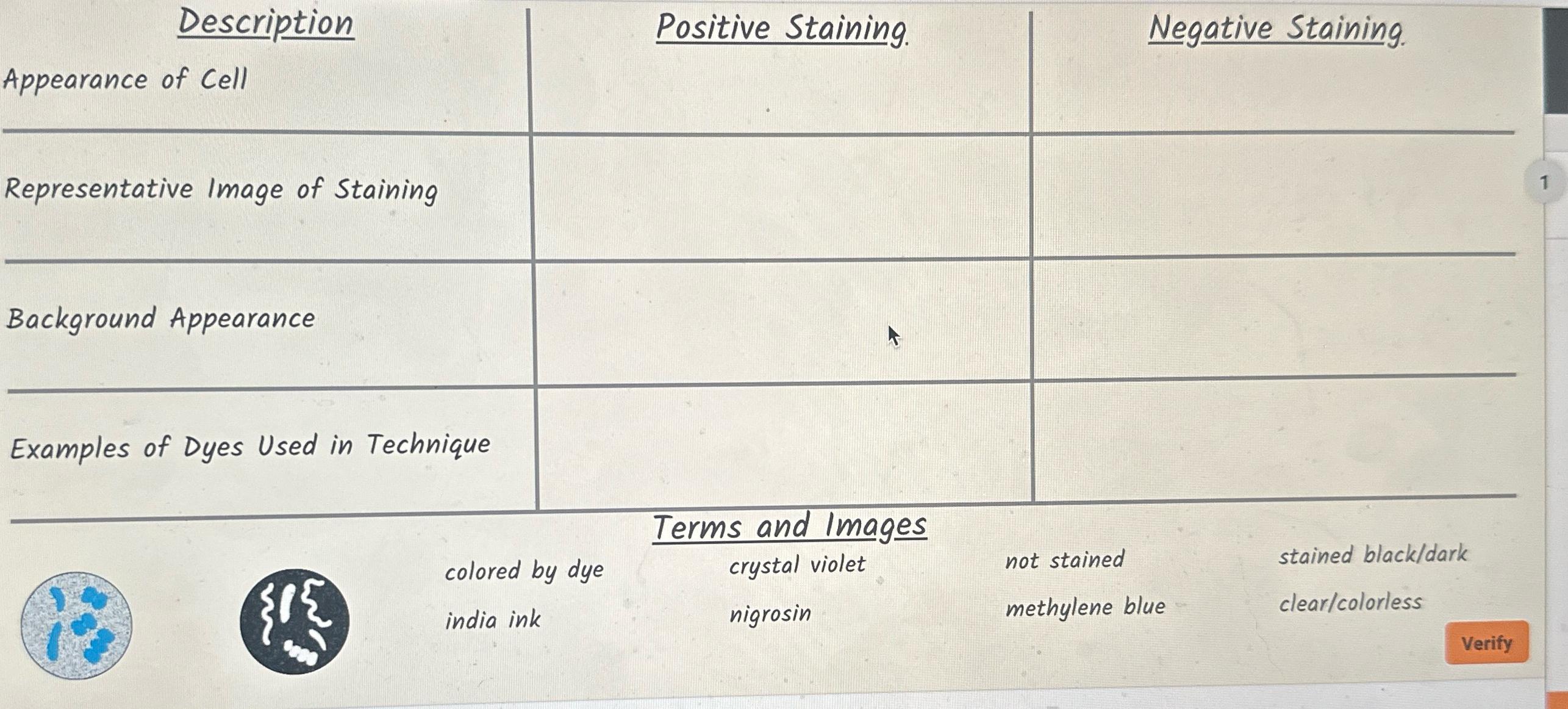 Solved \table[[Description,Positive Staining.,Negative | Chegg.com Solved \table[[Description,Positive Staining.,Negative | Chegg.com