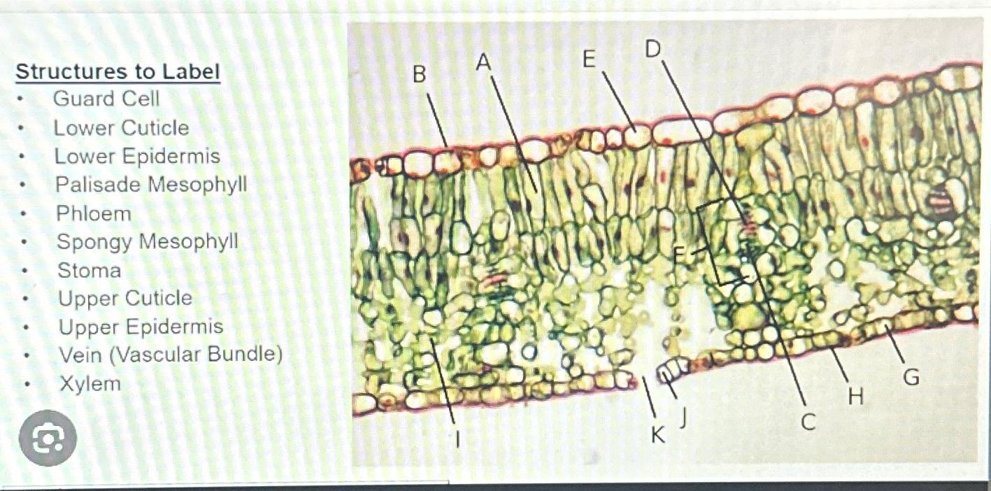 Solved Structures to LabelGuard CellLower CuticleLower | Chegg.com