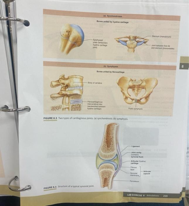 Solved FiGuAE a.2 Three types of risrous joints, (a) suture; | Chegg.com