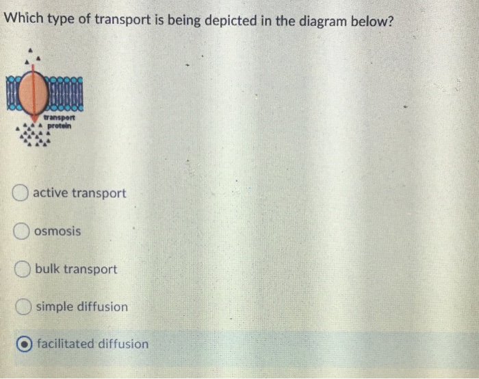 Solved Which type of transport is being depicted in the | Chegg.com