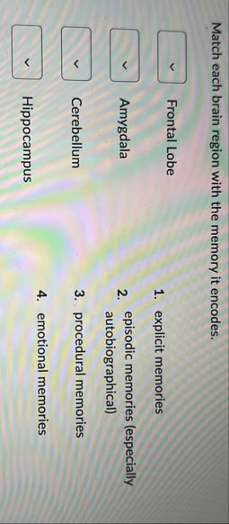 Solved Match each brain region with the memory it | Chegg.com