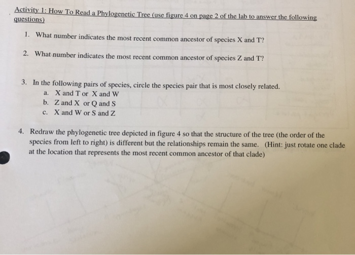 solved-activity-1-how-to-read-a-phylogenetic-tree-use-chegg