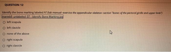 Solved (c) A QUESTION 12 Identify the bone marking labeled | Chegg.com