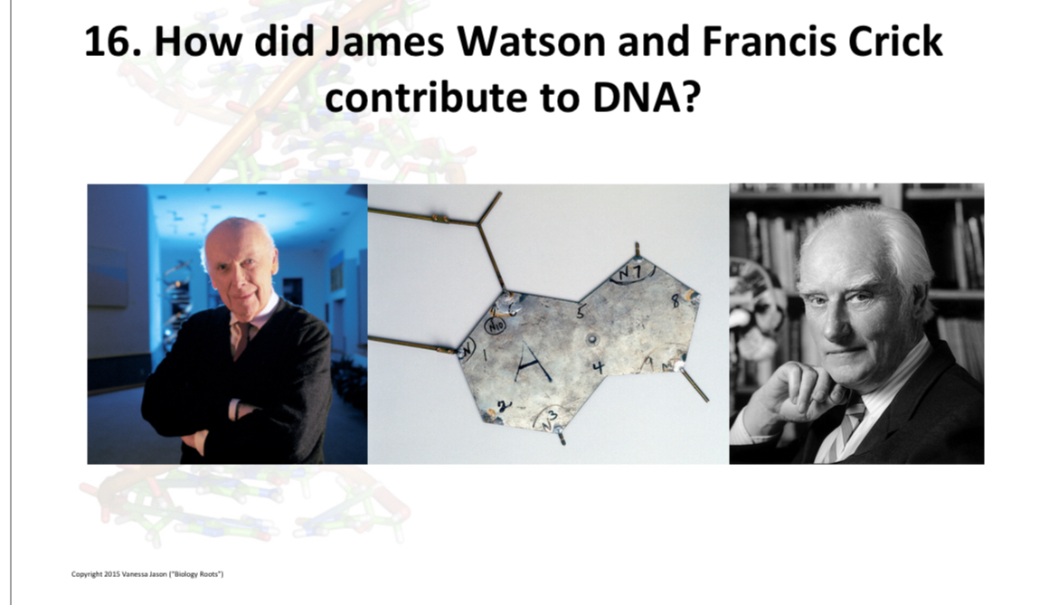 Solved How did James Watson and Francis Crick contribute to | Chegg.com