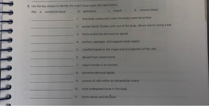 Solved 3. Use the key choices to identify the major tissue | Chegg.com