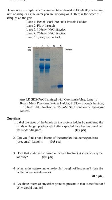 Solved Any kD SDS-PAGE stained with Coomassie blue. Lane 1: | Chegg.com