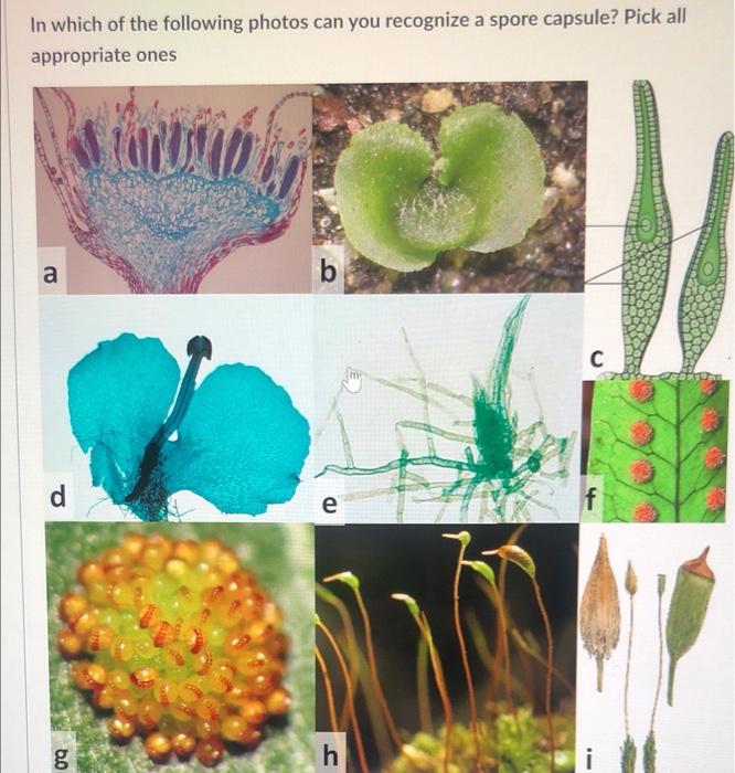 Solved In which of the following photos can you recognize a | Chegg.com