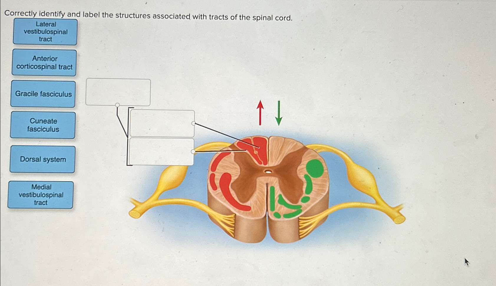 Correctly identify and label the structures | Chegg.com