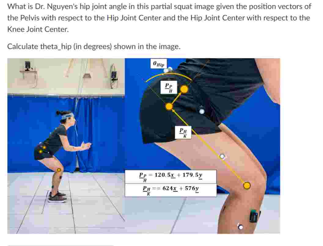 Solved What is the hip joint angle in this partial squat | Chegg.com