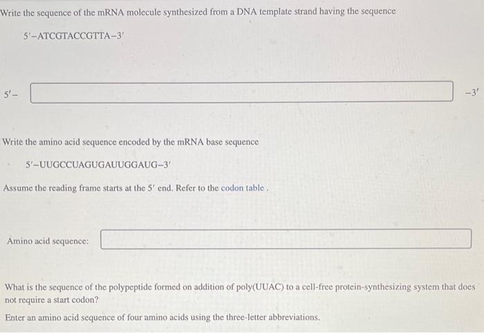 Solved Write the sequence of the mRNA molecule synthesized | Chegg.com