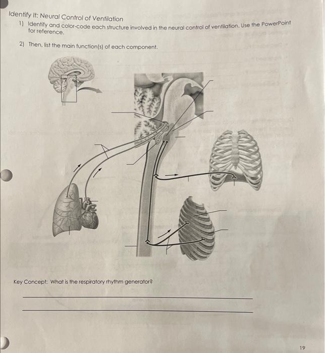 Identify It: Neural Control of Ventilation 1) | Chegg.com