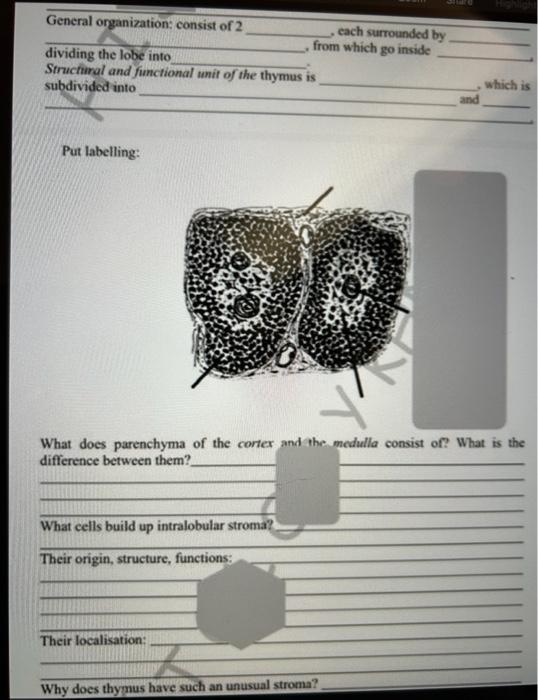 Solved subject biology / histology fill the white spaces | Chegg.com