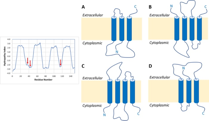 Solved Shown below (left) is a hydropathy plot for a | Chegg.com