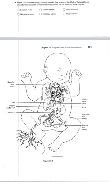 Solved 6. Figure 28. illustrates the special cardiovascular | Chegg.com