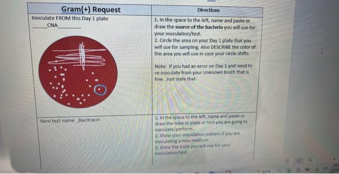 Solved To perform a bacitracin test off this CNA plate. what | Chegg.com