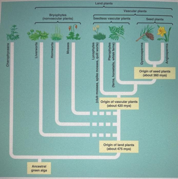 Solved Land plants Vascular plants Bryophytes (nonvascular | Chegg.com