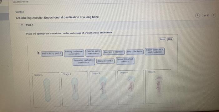 Solved Art-labeling Activity: Endochondral ossification of a | Chegg.com