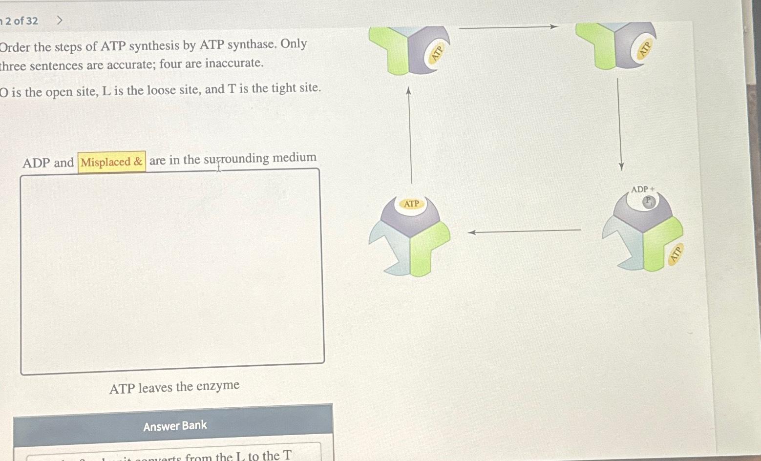 Solved 2 ﻿of 32Order the steps of ATP synthesis by ATP | Chegg.com
