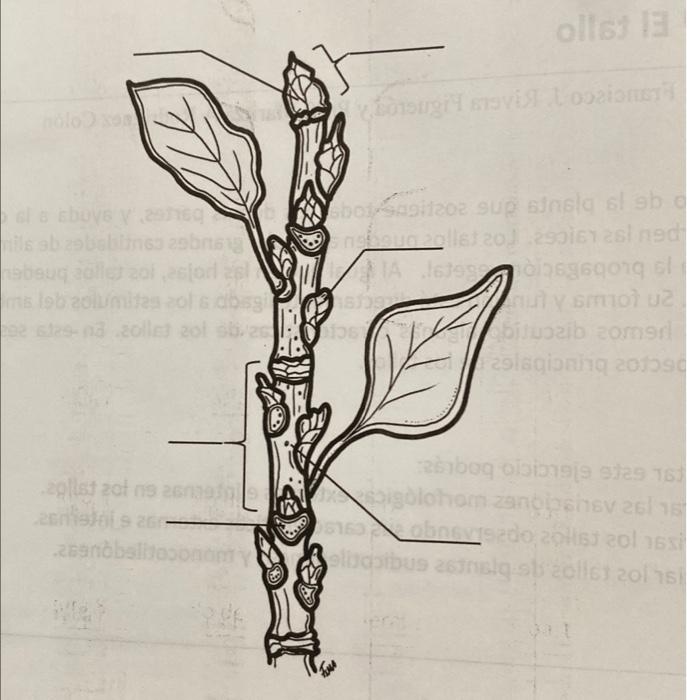 Solved identify the parts of the stem | Chegg.com