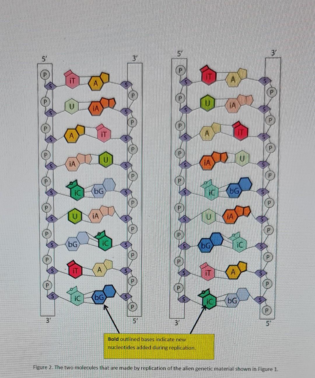 Solved Refer to the figures of alien nucleic acid in this | Chegg.com