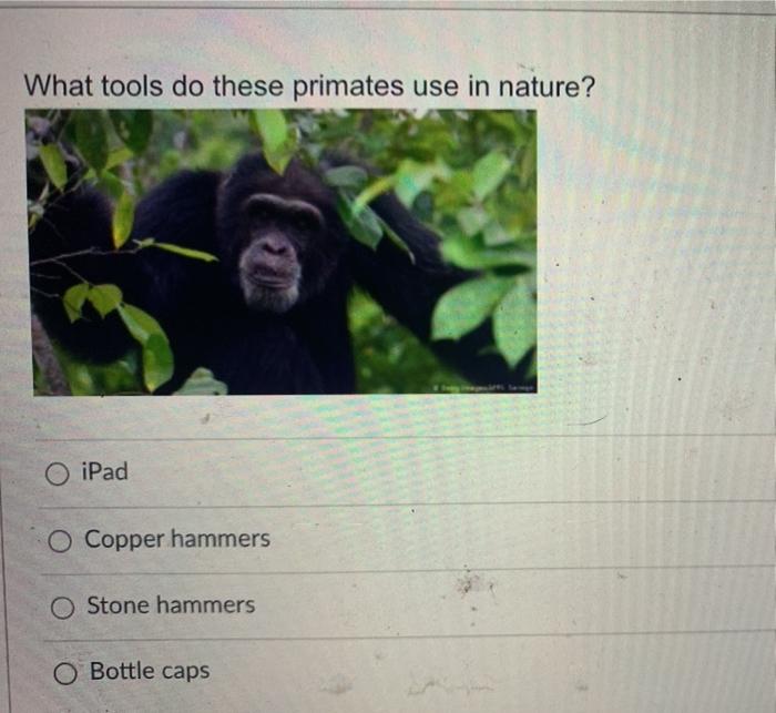 Solved What primates have been observed to use tools? O | Chegg.com