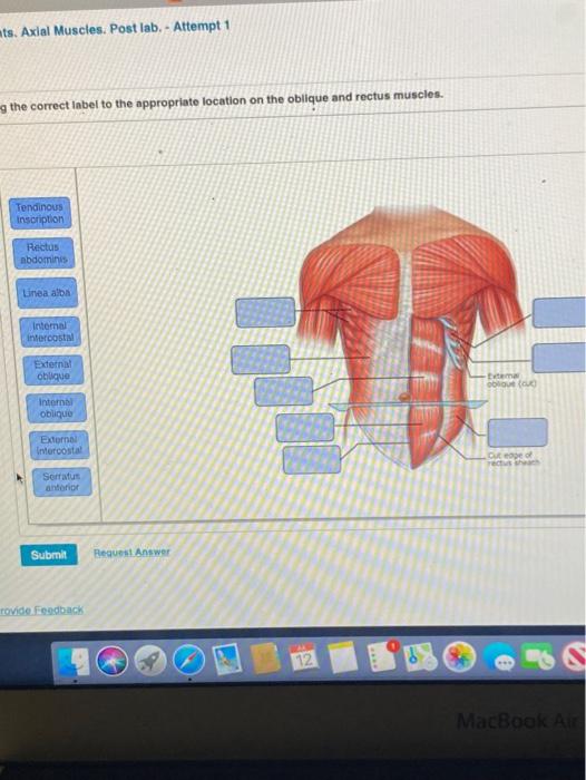 Solved mts. Axial Muscles. Post lab. - Attempt 1 - the | Chegg.com