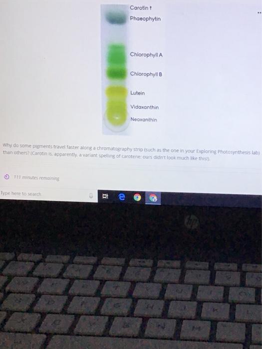 Solved Carotin Phaeophytin Chlorophylla Chlorophylle Lutein | Chegg.com
