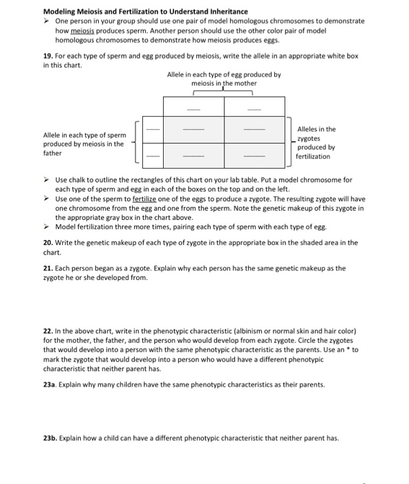 Solved Modeling Meiosis and Fertilization to Understand | Chegg.com