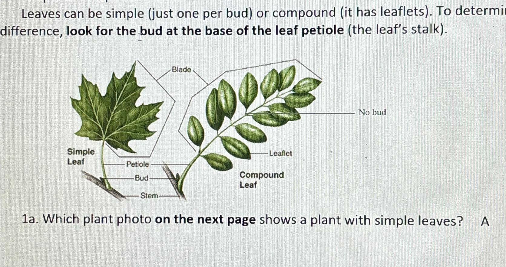 Solved Leaves can be simple (just one per bud) ﻿or compound | Chegg.com