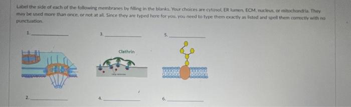 Solved Label the side of each of the fallowing membranes by | Chegg.com