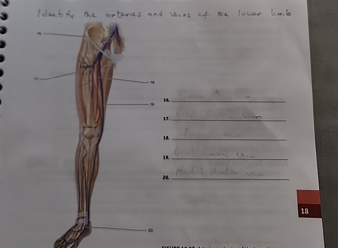 Solved Idanbfy the arteries and vains of the lower limb | Chegg.com