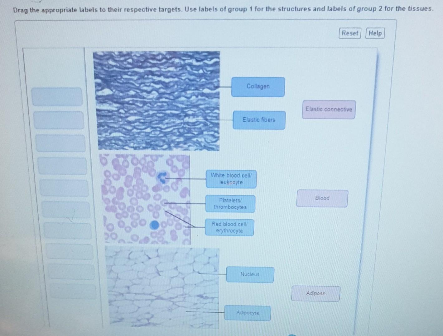 Solved Drag the appropriate labels to their respective | Chegg.com