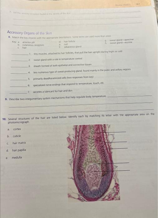 Solved ExE RCise The Integumentary System Name Ubininebate | Chegg.com