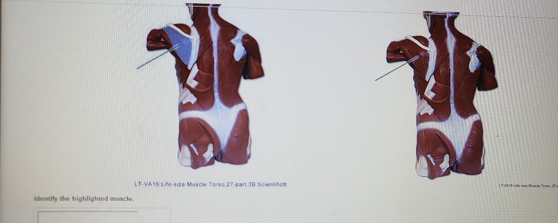 Solved LT-VA16 Life-size Muscle Torso,27-part,3B Scientifica | Chegg.com