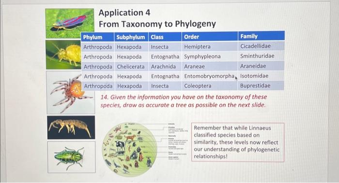Solved Application 4 From Taxonomy to Phylogeny 12. If we | Chegg.com